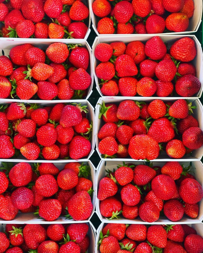 Erdbeeren selber pflücken 2025 - Weber's Hof